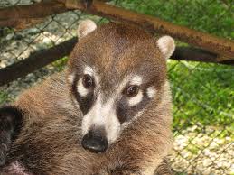 Coati or capybara | La cueva de español